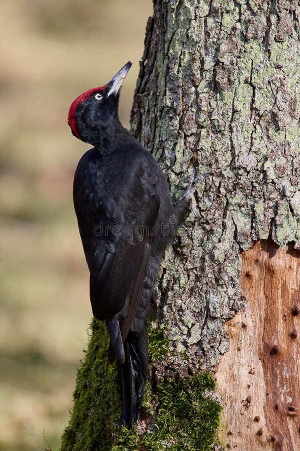 Black Woodpecker (Dryocopus Martius) Stock Photo - Image of fauna ...