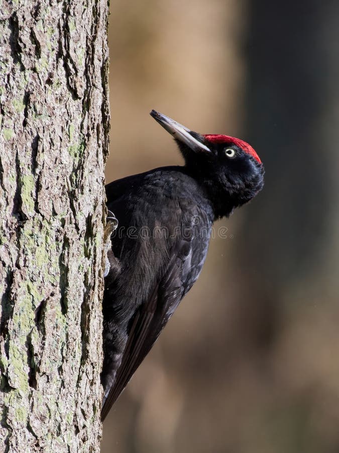 Black Woodpecker (Dryocopus Martius) Stock Photo - Image of wildlife ...
