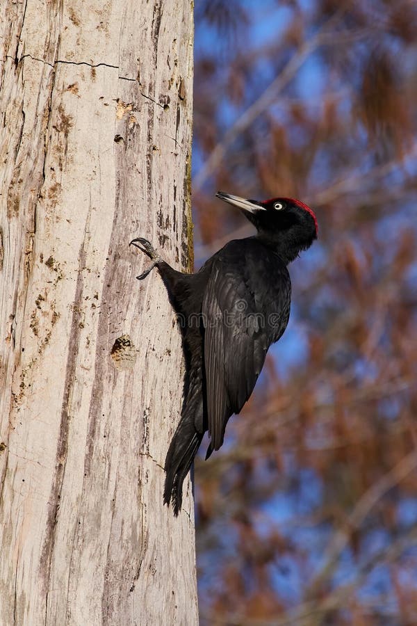 Black Woodpecker (Dryocopus Martius) Stock Photo - Image of animal ...