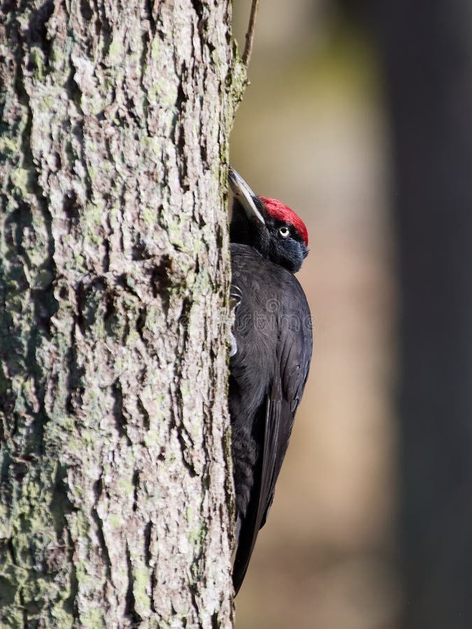 Black Woodpecker (Dryocopus Martius) Stock Photo - Image of wilderness ...