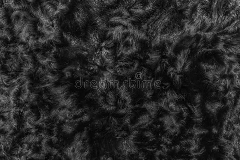 Black Wool Texture Fur Background Dark Soft Material Abstract Surface ...