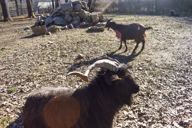 Black Woolly Ram in the Back Yard of the Farm in a Sunny Spring Day ...