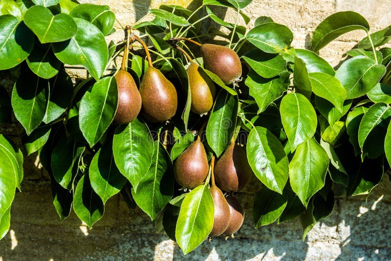 Black Worcester Pears stock photo. Image of tasty, goodness - 230749848