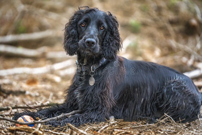 Black Working Cocker Spaniel Laying Down with His Ball Looking Directly ...