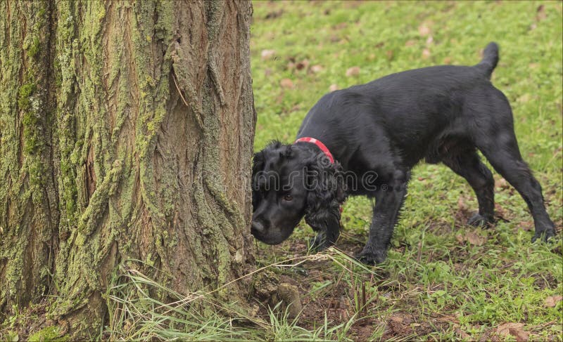 Black Working Cocker Spaniel Sniffing a Tree Stock Image - Image of ...