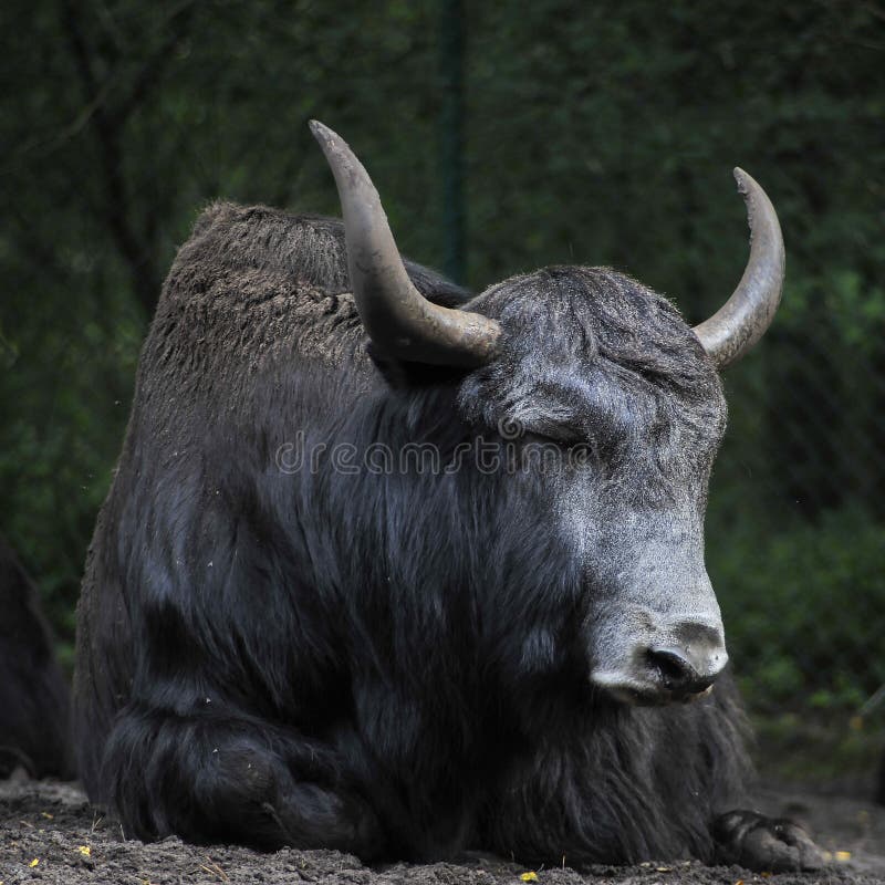 Black Yak Mount Kongde Stock Photos - Free & Royalty-Free Stock Photos ...