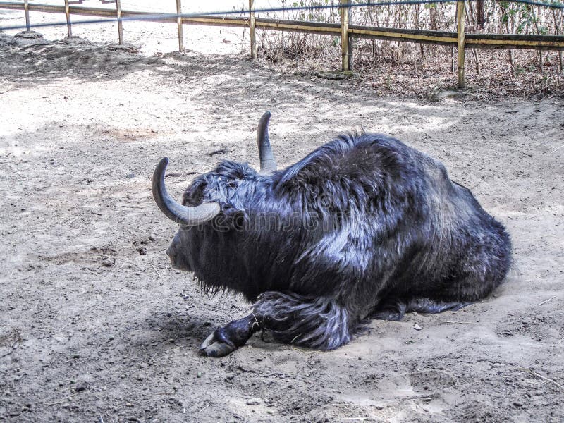 Black Yak on the Ground in the Summer Stock Photo - Image of selective ...
