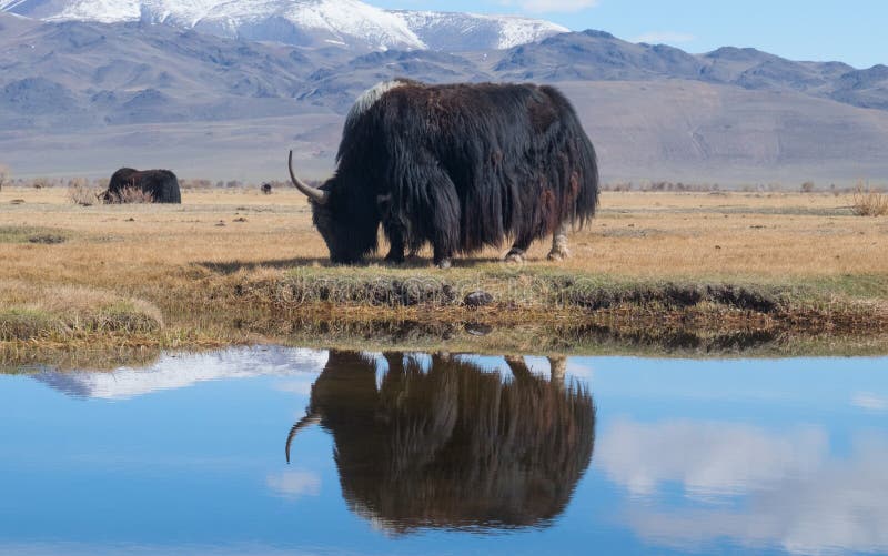 Black yak stock photo. Image of landscape, lake, environment - 82831426