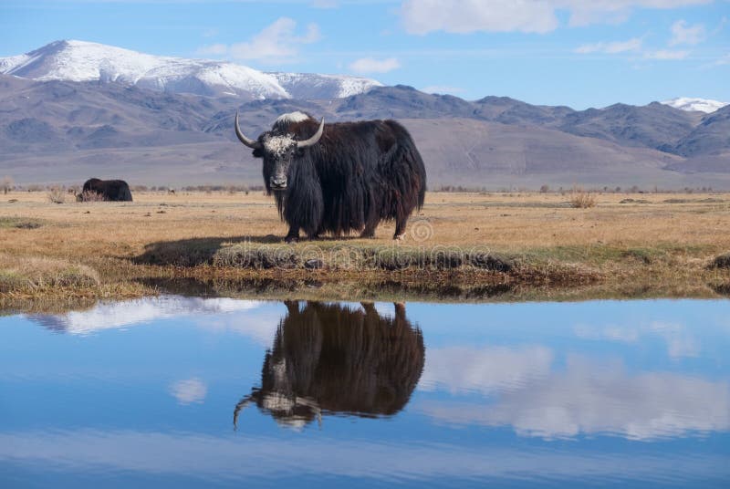 Black yak stock photo. Image of brown, asia, hill, nature - 84392882