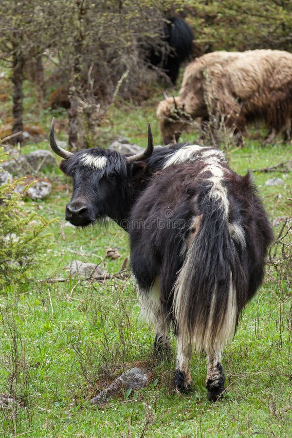 Black Yak is Standing in a Grassy Field with Trees in the Background ...