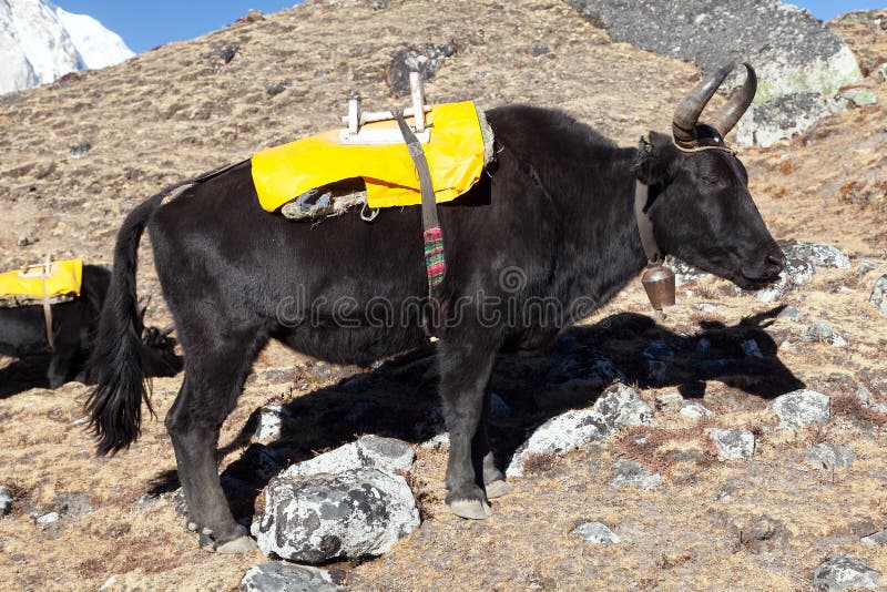 Black Yak with Yellow Saddlery Stock Image - Image of nature, himalayan ...