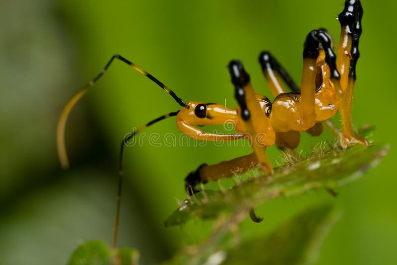 Black and Yellow Assassin Bug Nymph Stock Photo - Image of wilderness ...