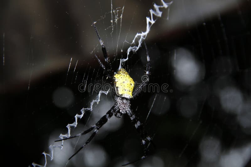 A Black Yellow Back Spider Photographed on Its Web, There are Water ...
