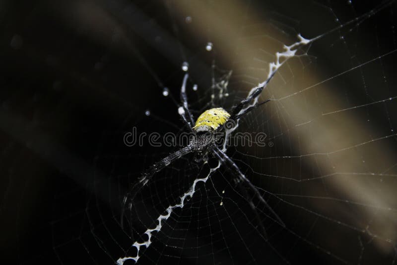 A Black Yellow Back Spider Photographed on Its Web, There are Water ...