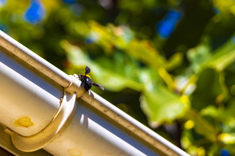 Black Yellow Bee Bumblebee Wasp Insect on Rain Gutter Greece Stock ...