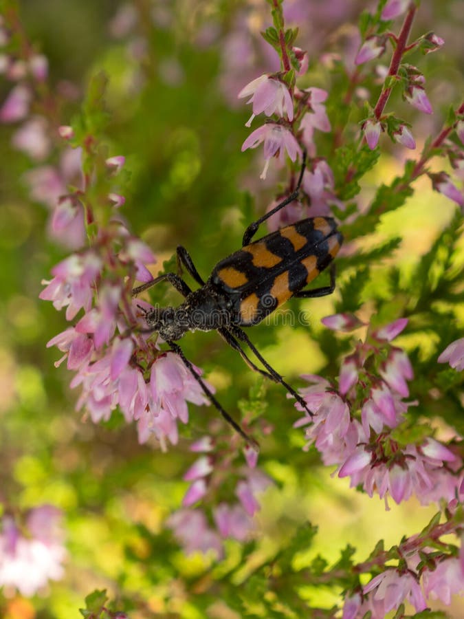 Beetle on heather closeup stock image. Image of nature - 252925887
