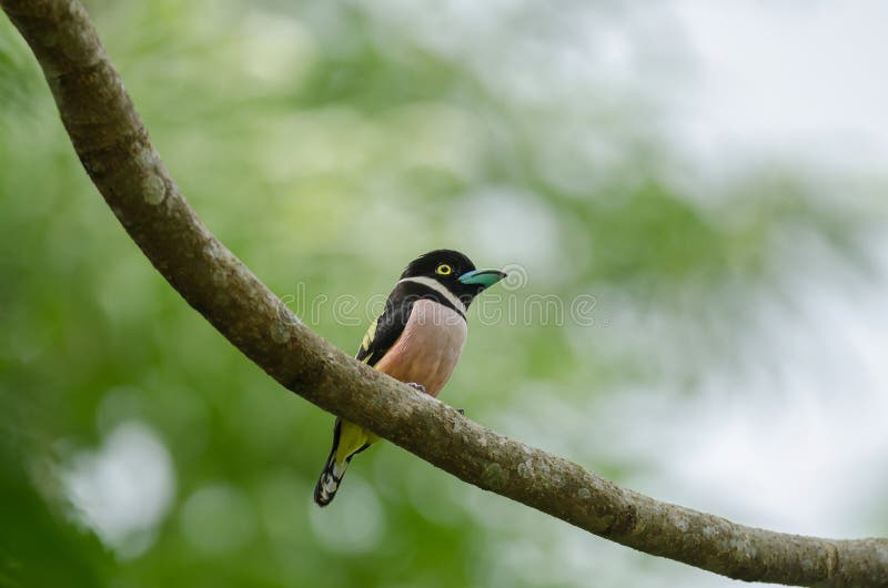 Black and Yellow Broadbills Perches on a Brunch Stock Image - Image of ...
