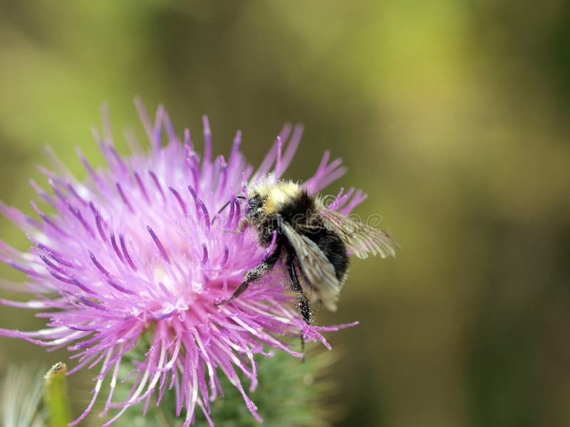 Black and Yellow Bumblebee on Flower Closeup Stock Photo - Image of ...