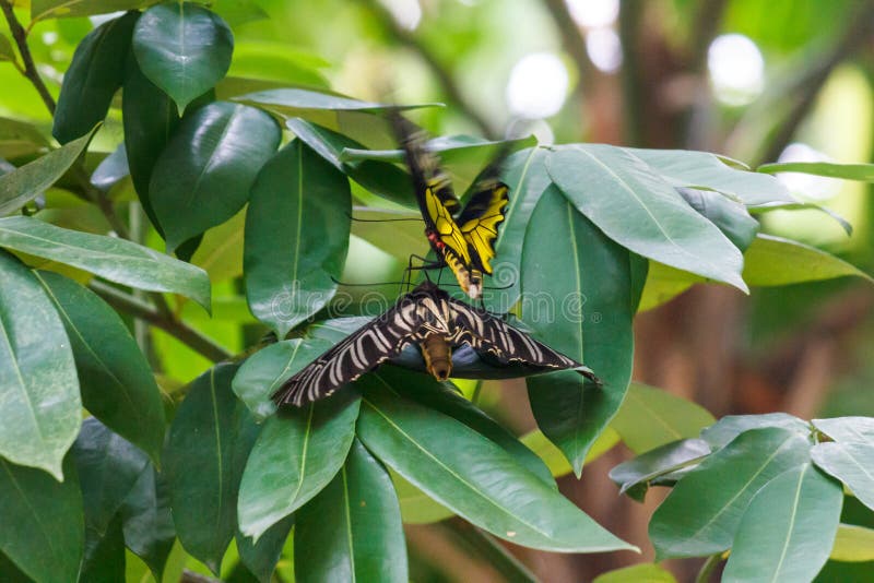 Black and Yellow Butterfly. Stock Photo - Image of green, colorful ...