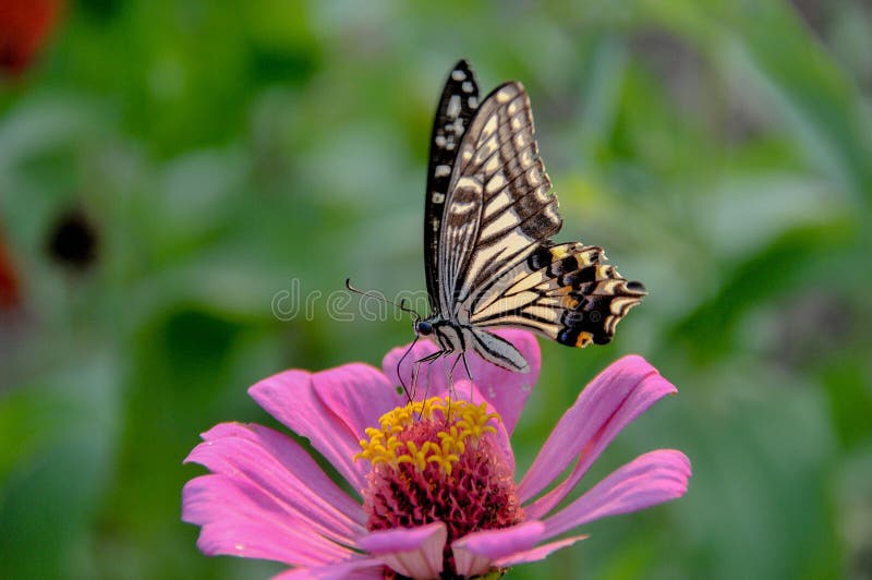 Black Yellow Butterfly Standing and Looking for Nectar from Pink Daisy ...
