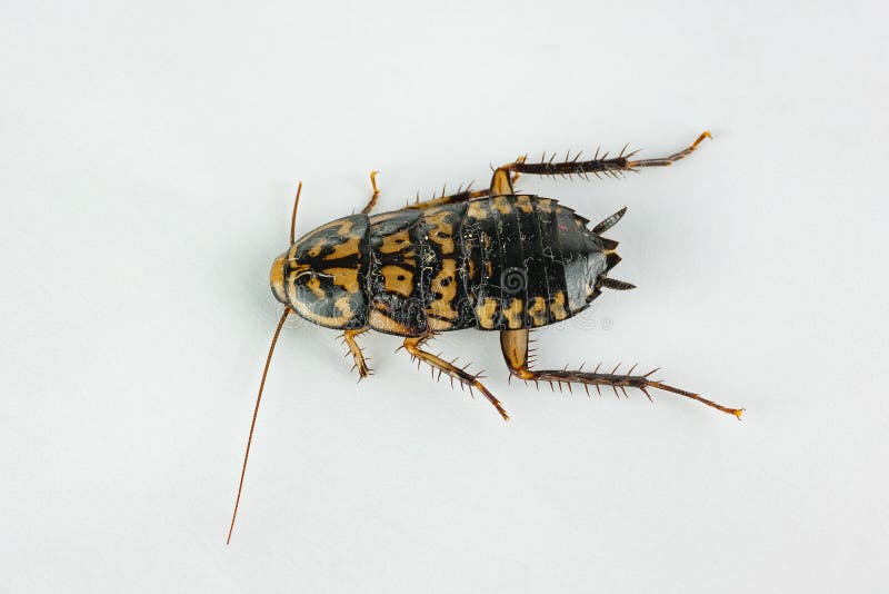 Yellow Cockroach Berry, a Kind of Eggplant. Stock Photo - Image of ...