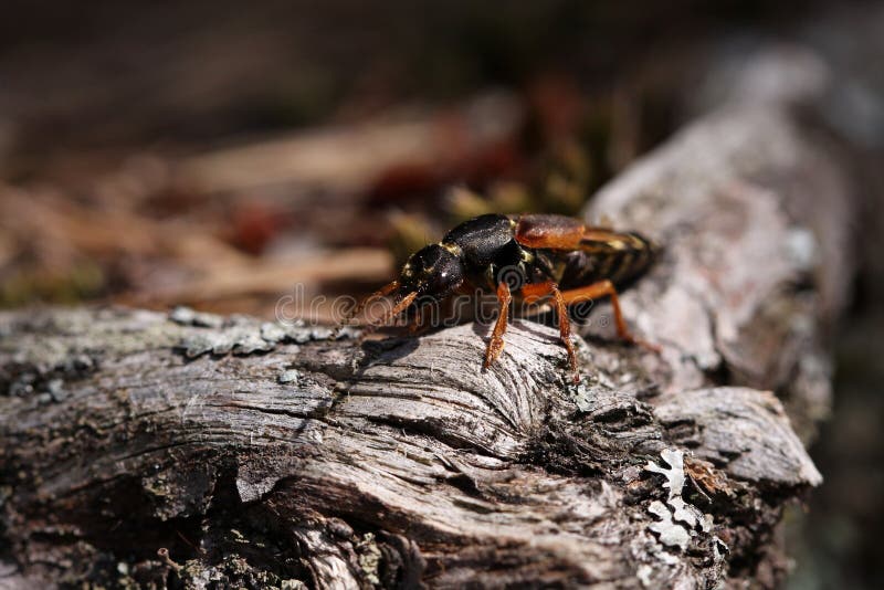 Black and Yellow Colored Rove Beetle Stock Photo - Image of coleoptera ...
