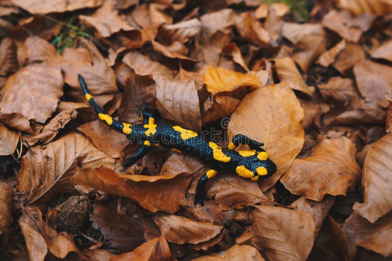 173 Eft Salamander Stock Photos - Free & Royalty-Free Stock Photos from ...
