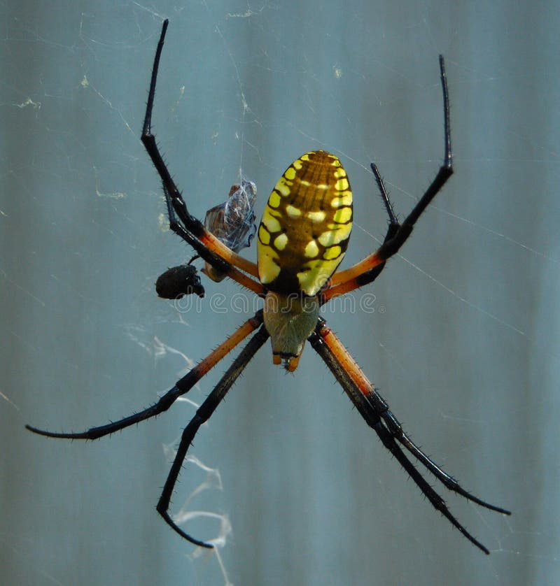 Black & Yellow Female Garden Spider Stock Image - Image of spider, silk ...