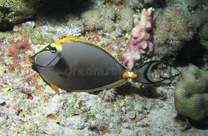 Yellow Black Striped Fish In An Aquarium Stock Image - Image of water ...