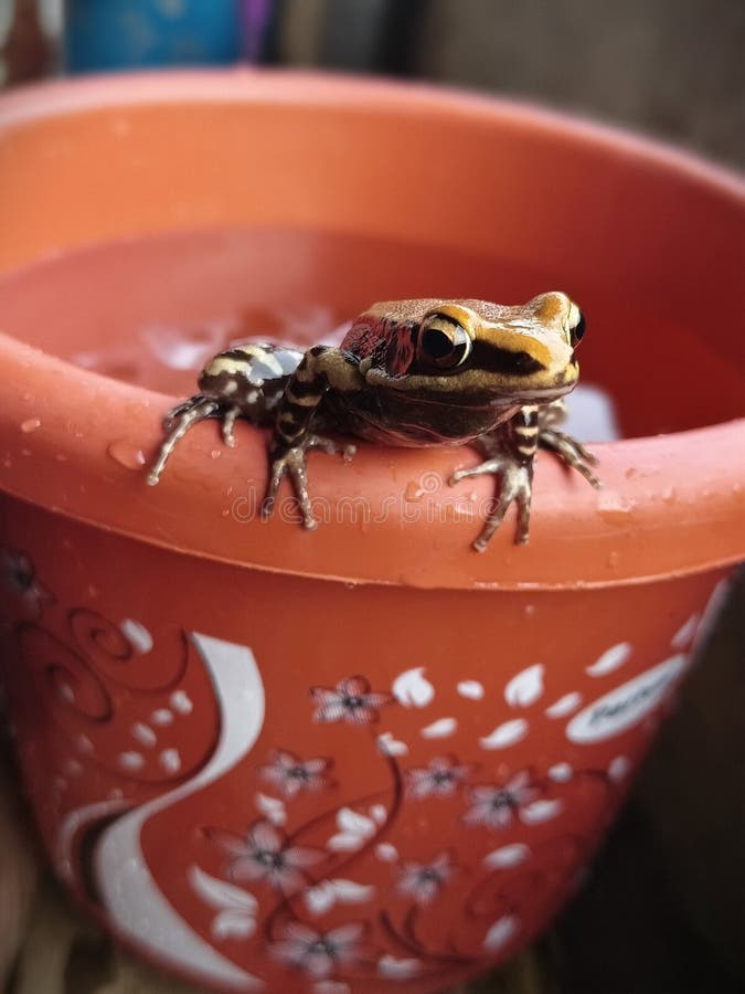 Black and Yellow Frog on Water Filled Tub Stock Photo - Image of frog ...
