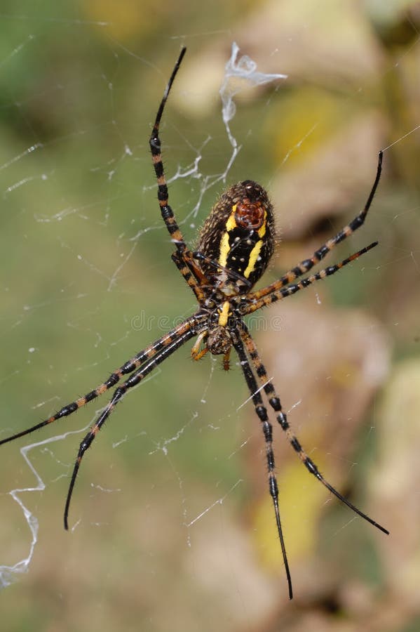 Black & Yellow Garden Spider Stock Image - Image of yellow, bugs: 3301597