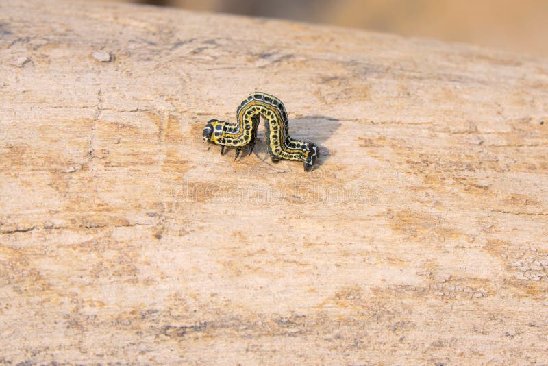 Inchworm stock photo. Image of inchworm, wild, animal - 242656330