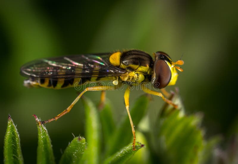 Black And Yellow Insect stock image. Image of wildlife - 109919185