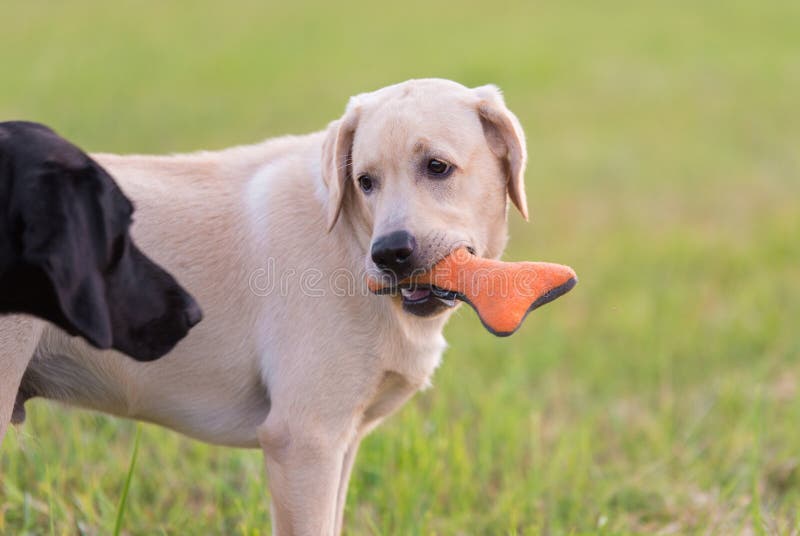 Black and Yellow Labrador Dog Playing in the Park Stock Photo - Image ...