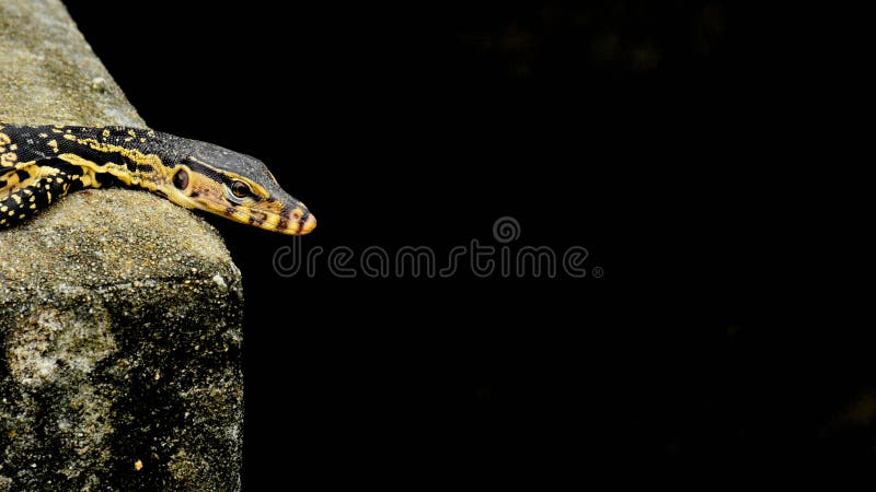 Black and Yellow Lizard is Sunbathing. Stock Image - Image of exotic ...