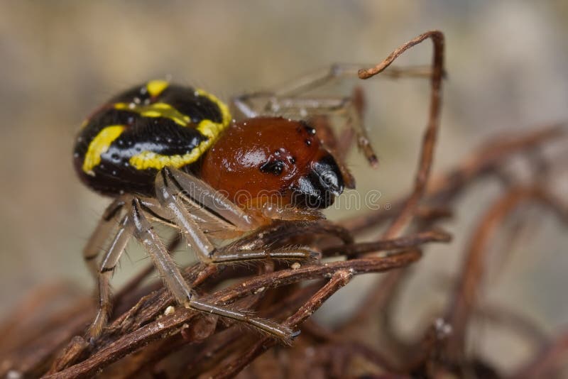 Black, Yellow and Red Crab Spider Stock Photo - Image of camaricus ...