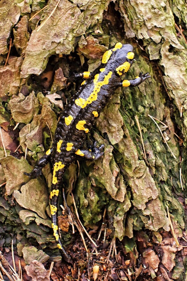 145 Salamander Climbing Stock Photos - Free & Royalty-Free Stock Photos ...