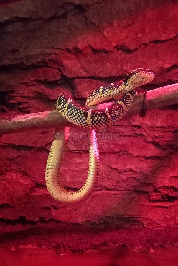 Black Yellow Snake Hanging on a Tree Trunk Stock Photo - Image of ...