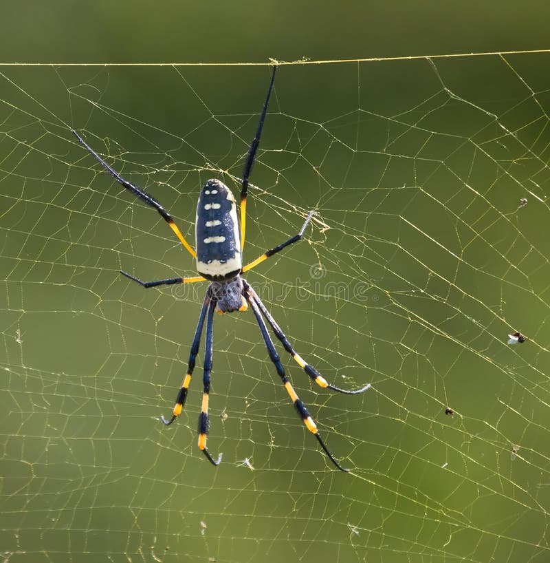 Black and Yellow Spider Sitting Stock Photo - Image of toxic, garden ...