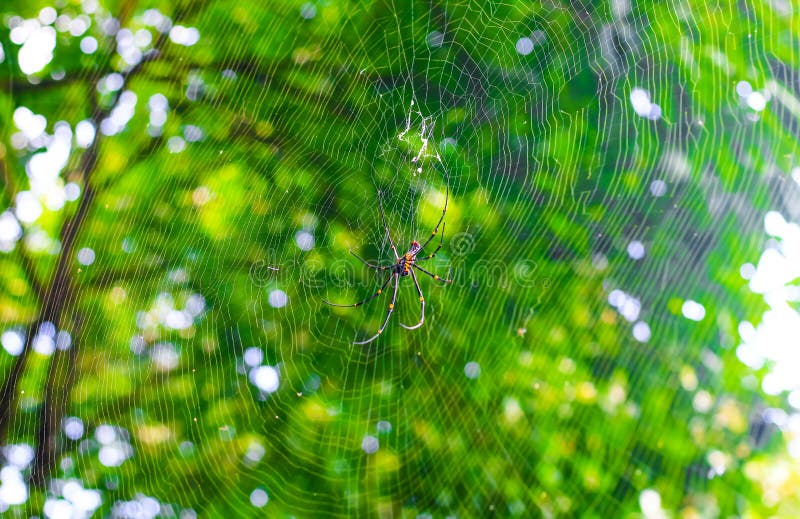 Black and Yellow Spider Sitting on Web with Green Background. Black ...