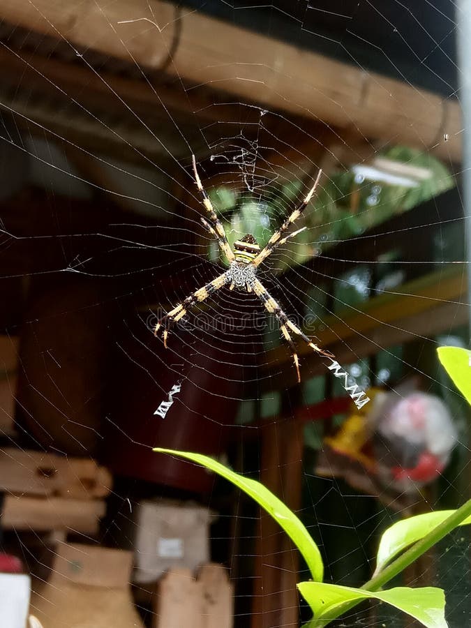 541 Strong Spider Web Stock Photos - Free & Royalty-Free Stock Photos ...