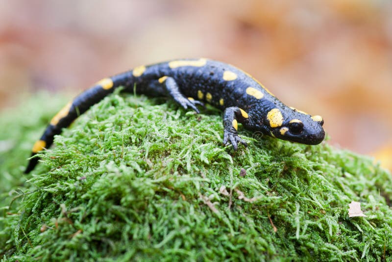 A Black Yellow Spotted Fire Salamander Stock Image - Image of animal ...