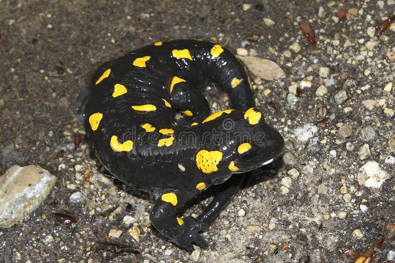 Black Yellow Spotted Fire Salamander Stock Photo - Image of toxic ...
