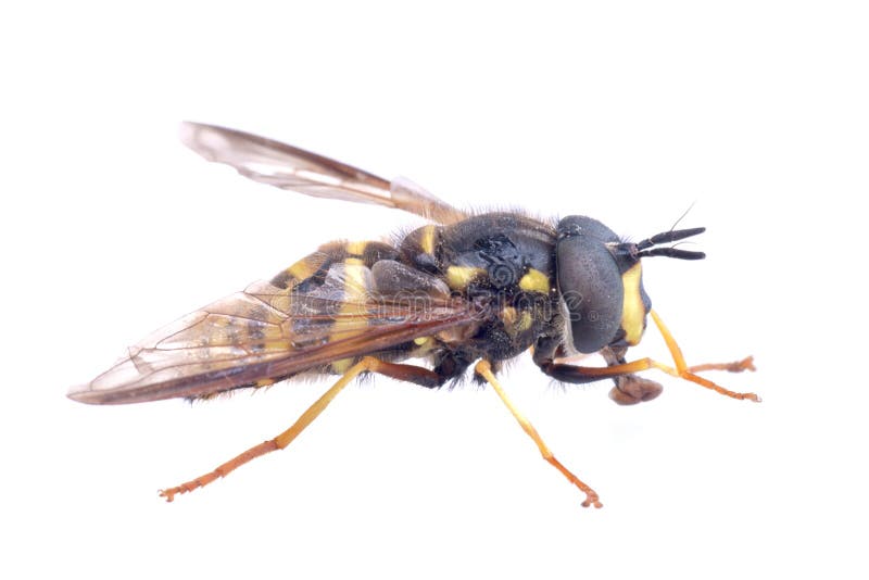 Black Yellow Striped Fly on a White Background Stock Photo - Image of ...