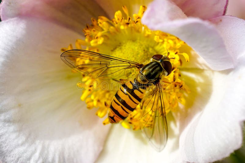 A Black and Yellow Striped Hoverfly in Its Natural Environment Collects ...