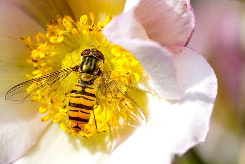 A Black and Yellow Striped Hoverfly in Its Natural Environment Collects ...
