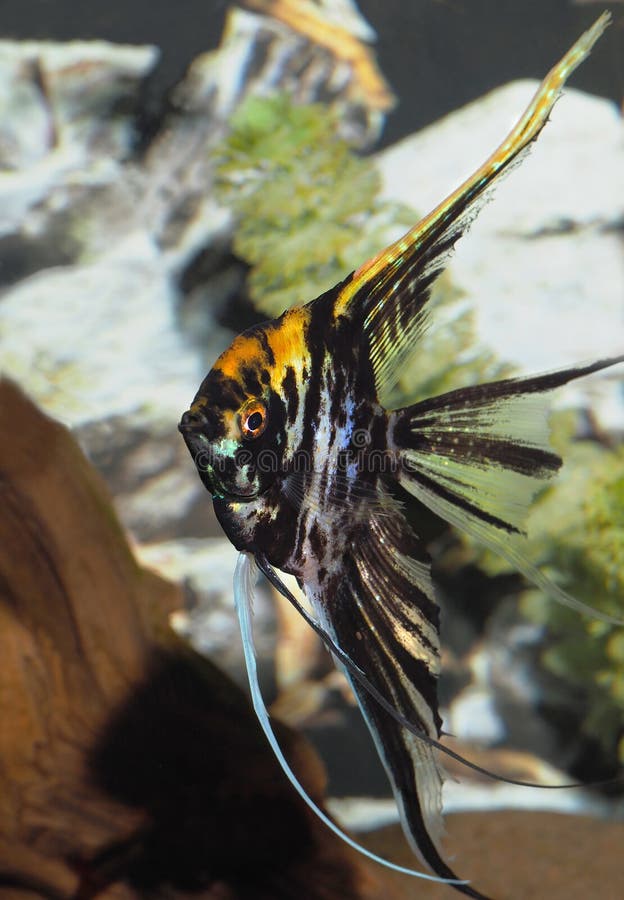 Long Finned Yellow Angel Fish in an Aquarium Stock Image - Image of ...