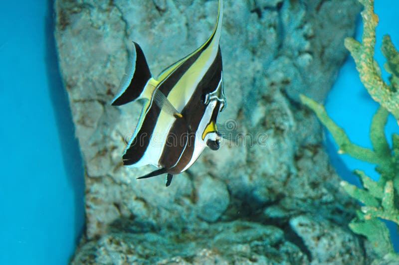 The black-yellow wish stock image. Image of holiday, depth - 1036105