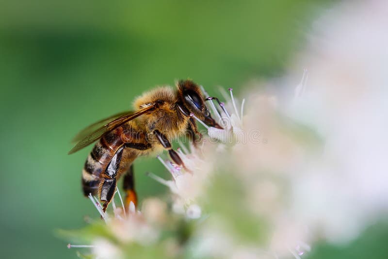 Black and Yellow Worker Bee Stock Photo - Image of sulphur, feeding ...