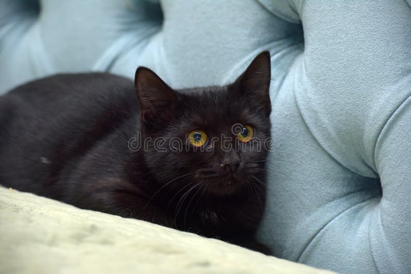 Black Young Cat with Yellow Eyes Stock Photo - Image of creature, funny ...